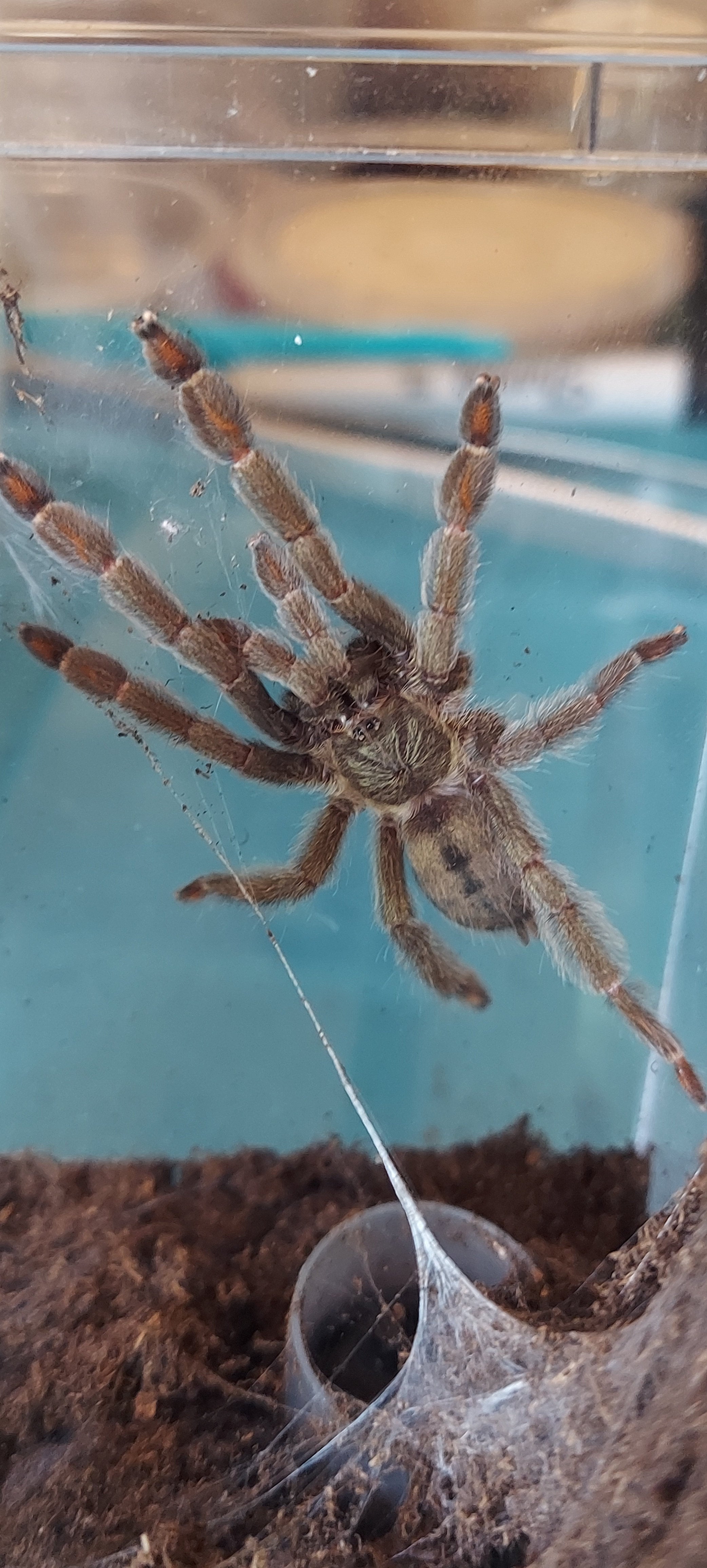 Psalmopeus cambridgei, Trinidad Chevron | Dreamweavers spiders and supplies